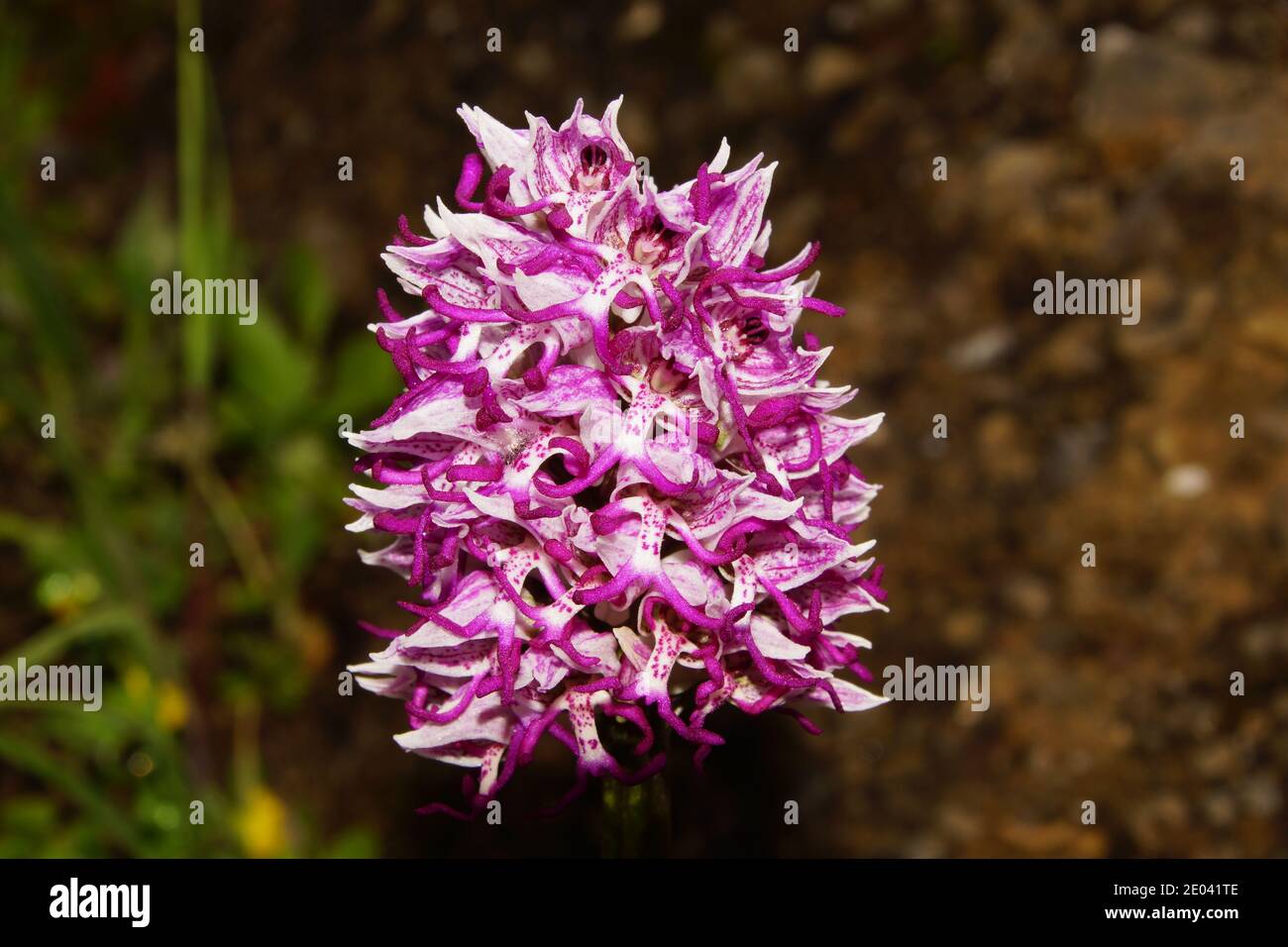 Purple-white flower of Orchis simia, the monkey orchid, spring ...