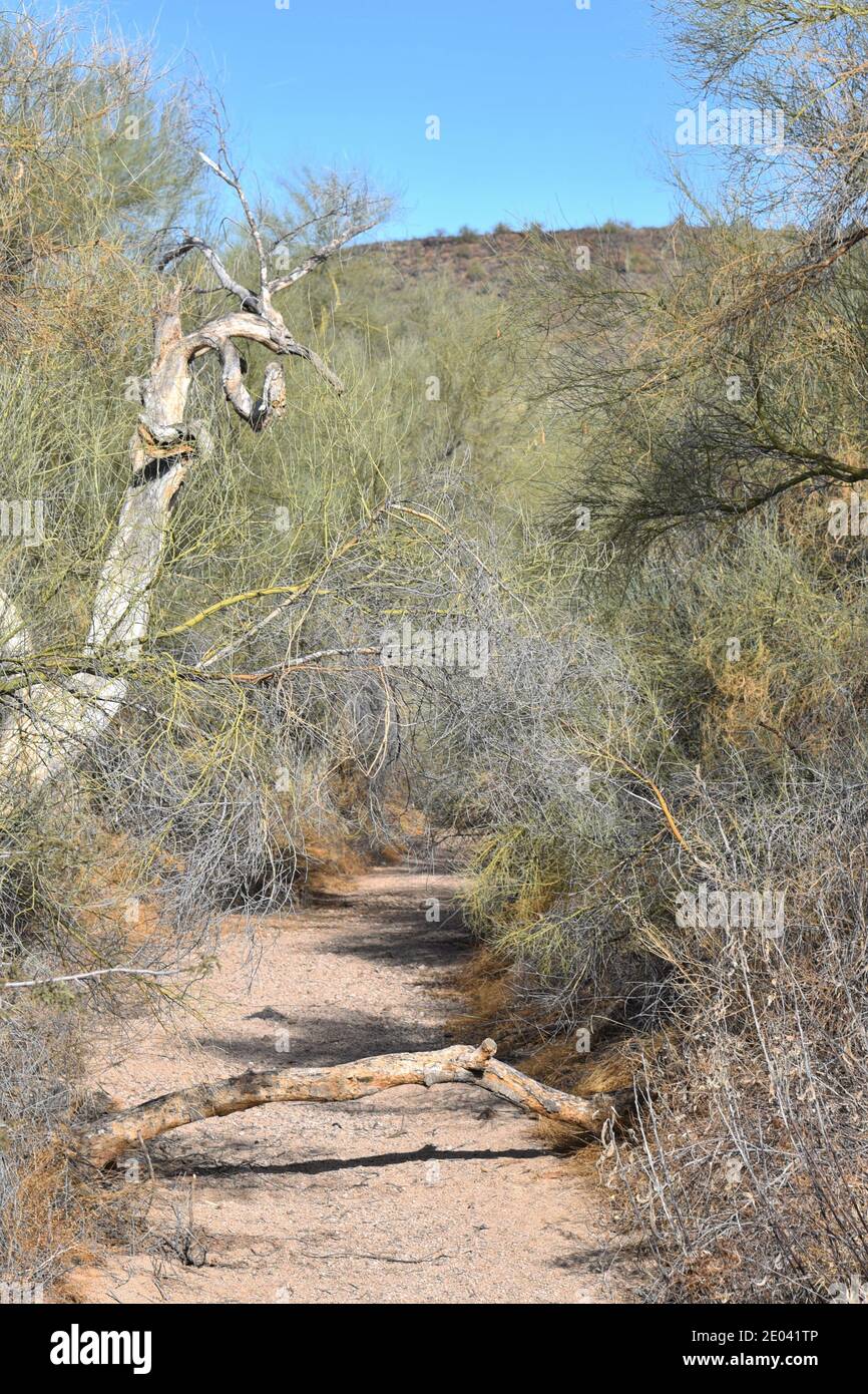 Dry stream in the desert Stock Photo - Alamy
