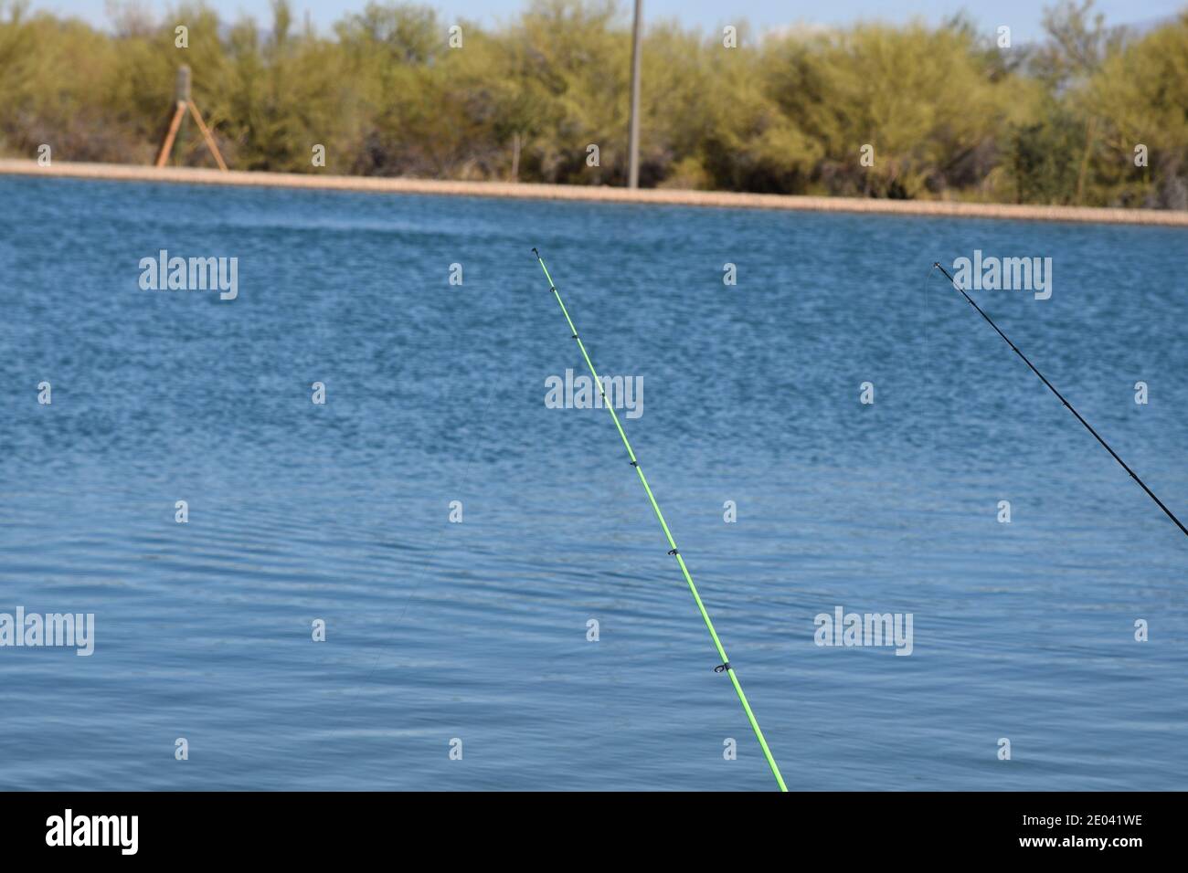 Paloma fish hi-res stock photography and images - Alamy