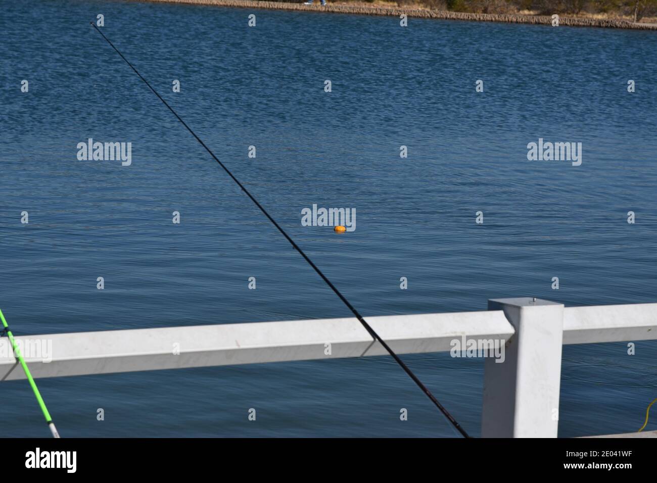 Paloma fish hi-res stock photography and images - Alamy