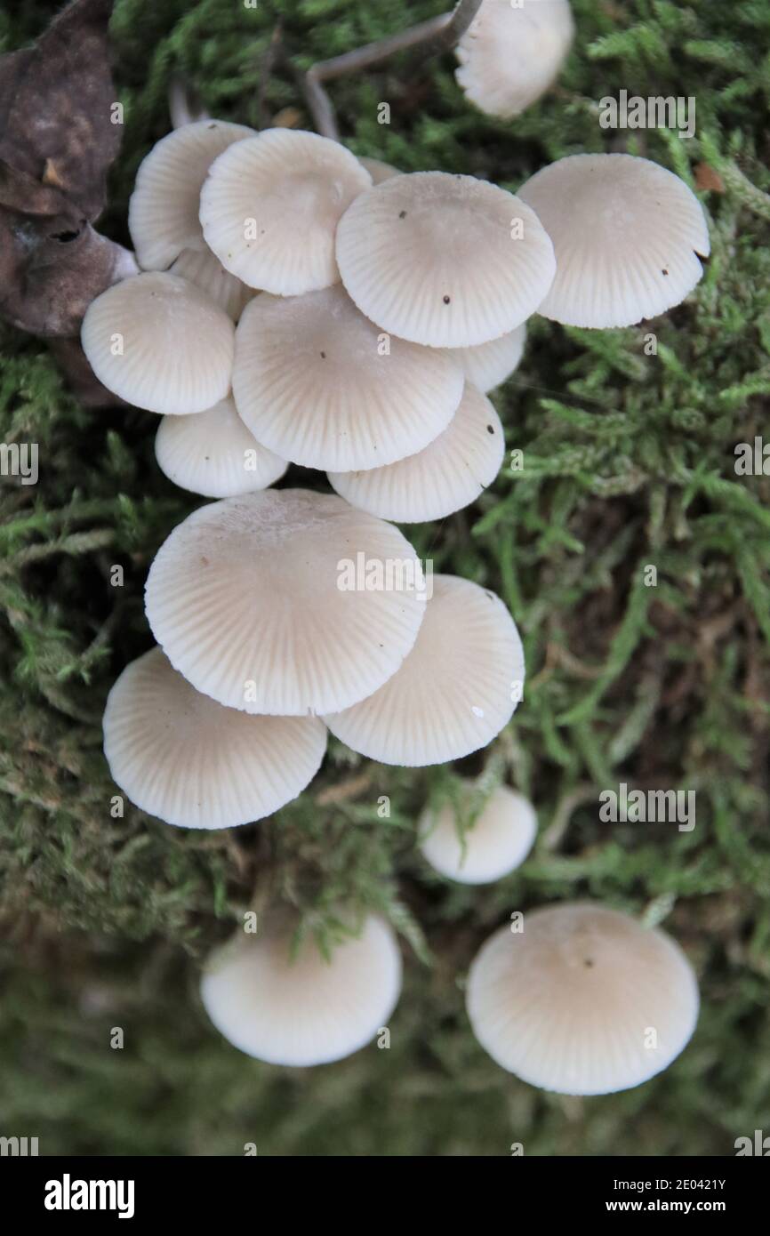 Common bonnet fungus, Mycena galericulata Stock Photo - Alamy