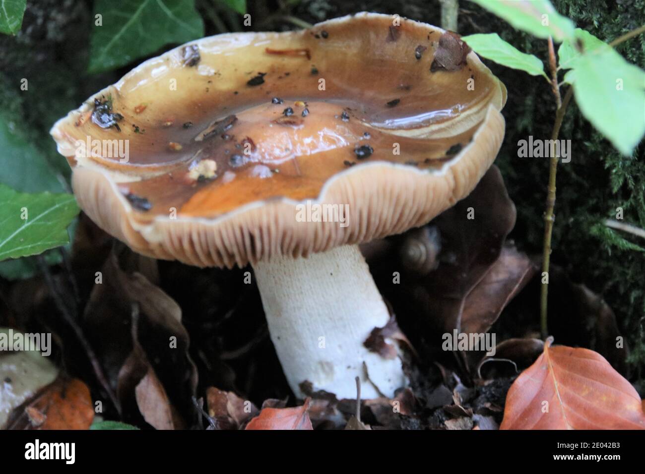 Cortinarius fungus hi-res stock photography and images - Alamy