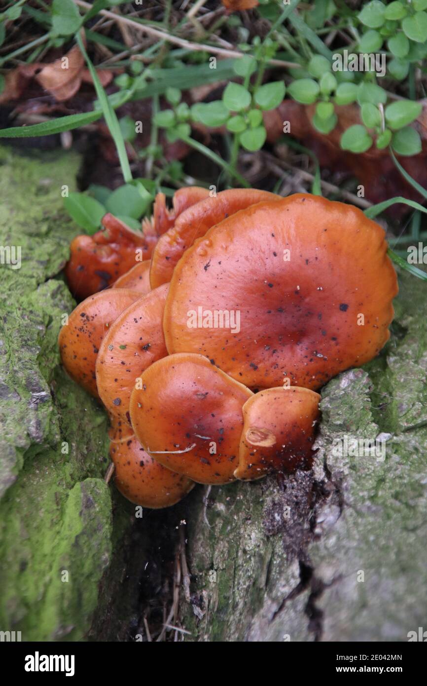 Velvet shank fungus, Flammulina velutipes Stock Photo - Alamy