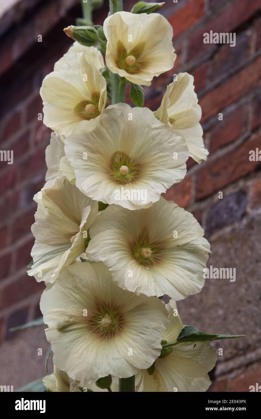 Alcea rosea yellow hollyhock growing by a brick wall Stock Photo - Alamy