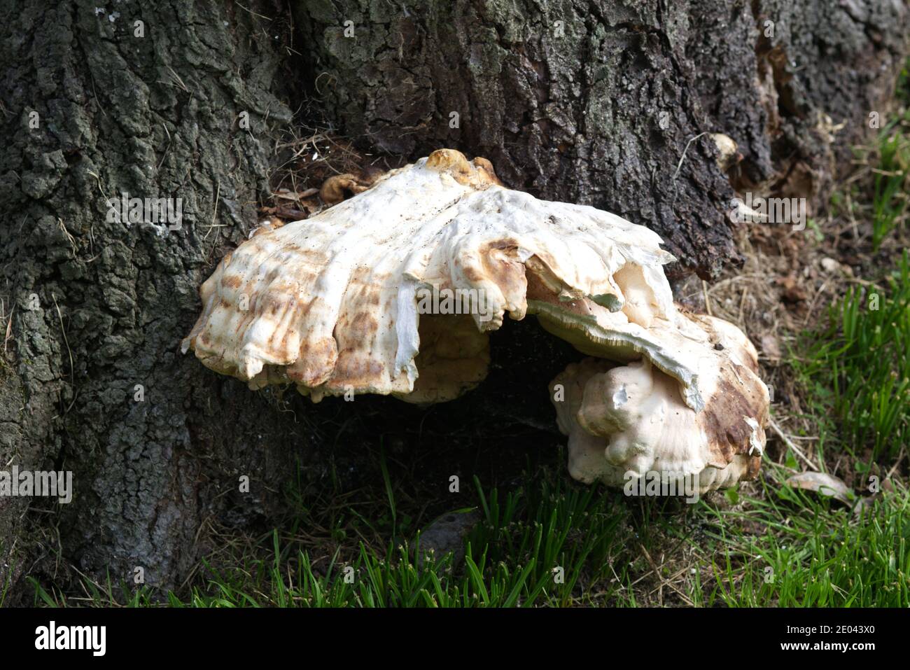 Oak Bracket, Inonotus dryadeus, tree fungi Stock Photo - Alamy
