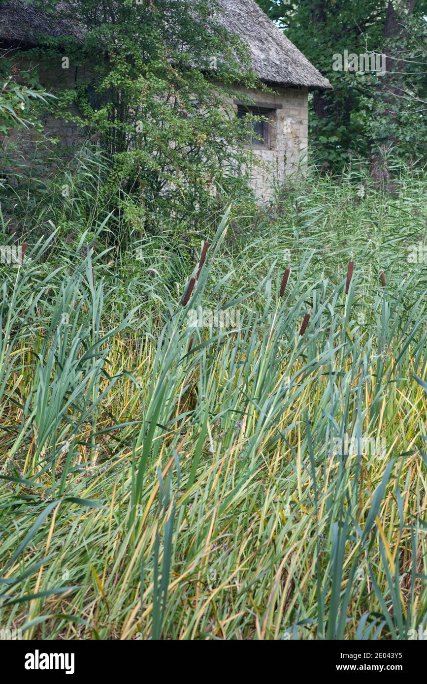 Cotswolds thatched roof houses hi-res stock photography and images - Alamy
