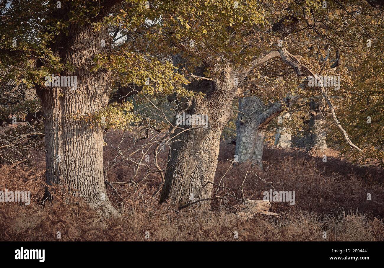 Ancient oak trees hi-res stock photography and images - Alamy