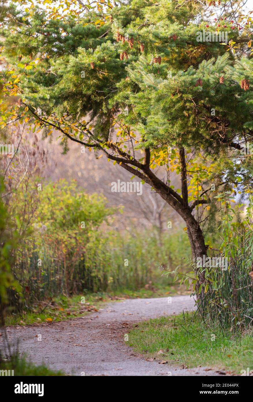 Winding path in a park in autumn season Stock Photo - Alamy