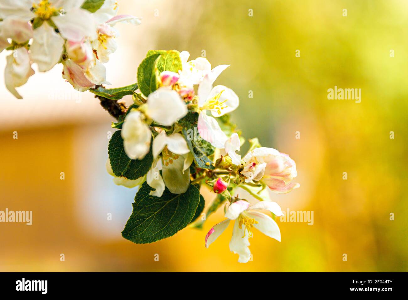 Beautiful white apple blossom flowers in spring time. Background with ...