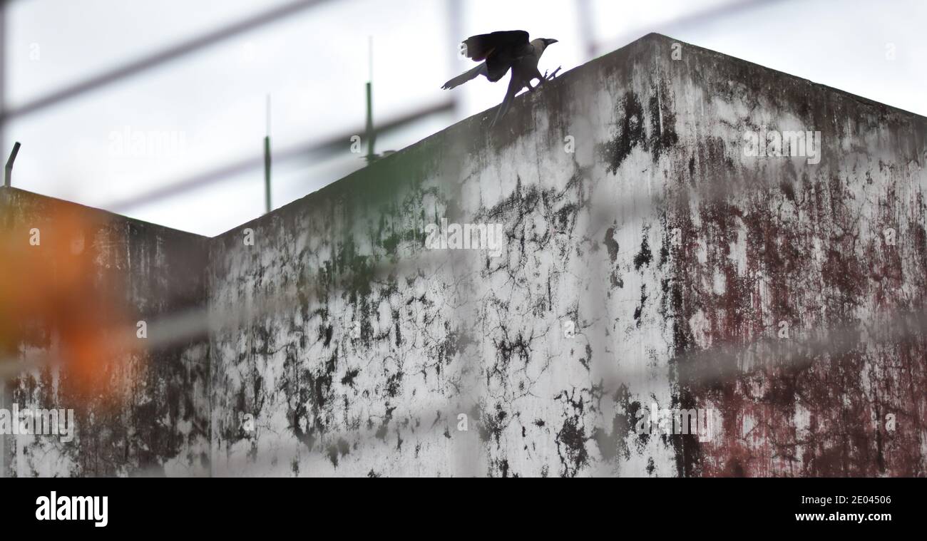a black and beautiful crow trying to sit on the wall Stock Photo - Alamy