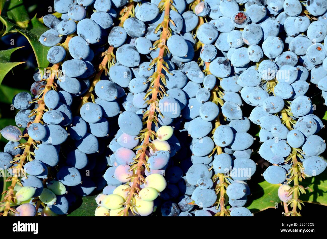 Fruits of Mahonia japonica, a native Taiwan plant grown for its beauty ...