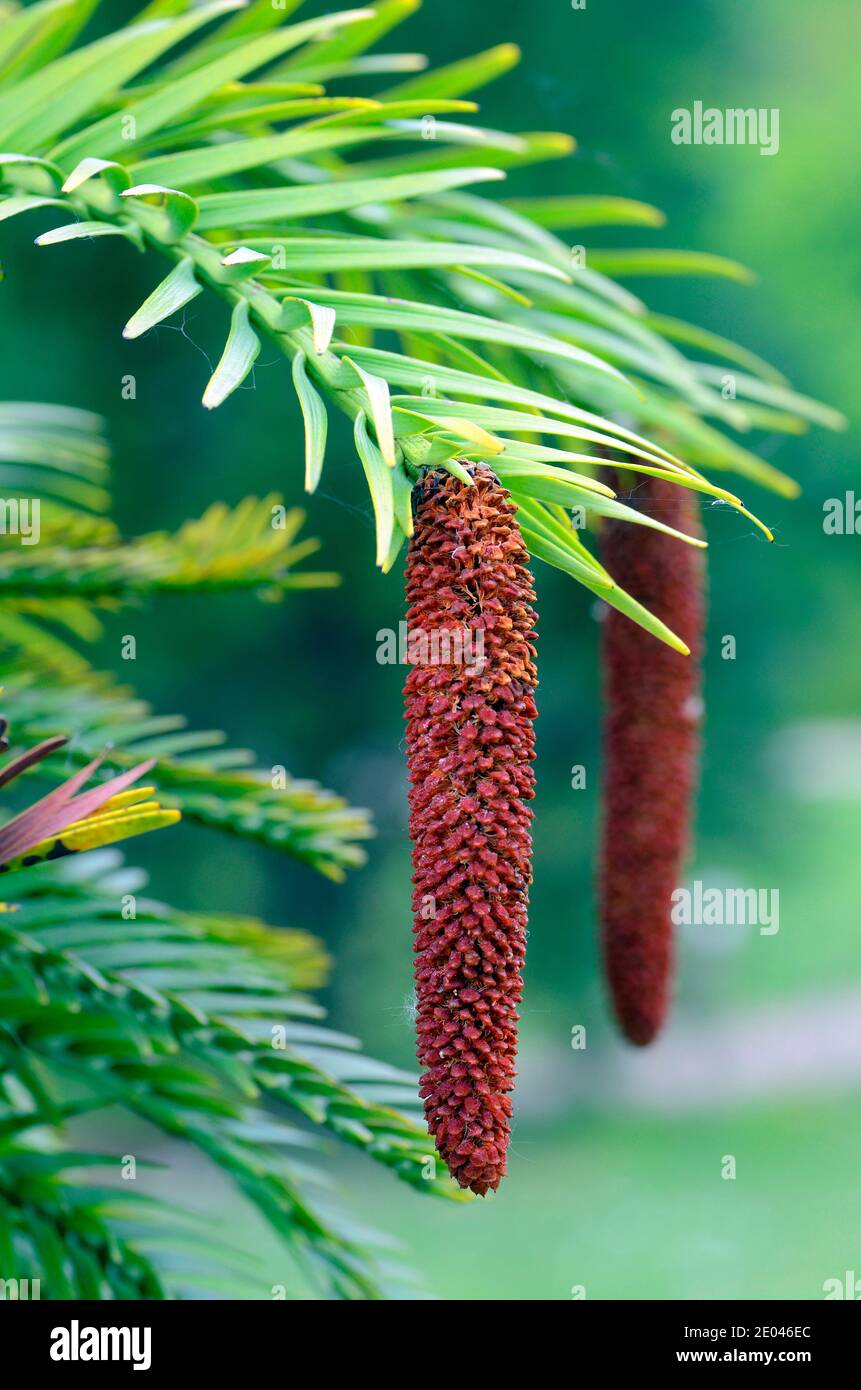 Male Flower Of Wollemia Nobilis Native Tree Of Australia Stock Photo male-flower-of-wollemia-nobilis-native-tree-of-australia-stock-photo