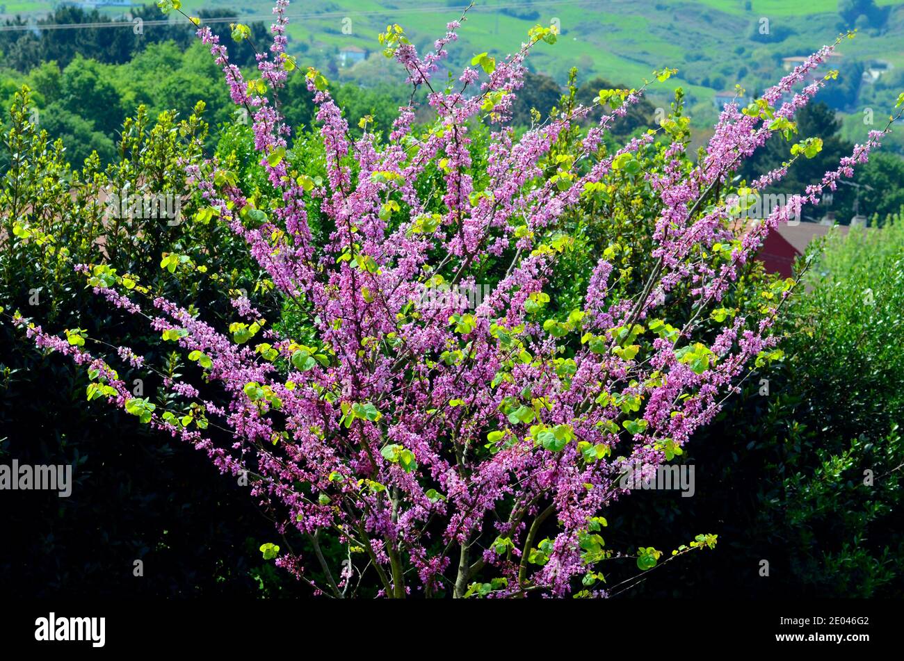 Cercis siliquastrum, commonly known as the Judas tree Stock Photo - Alamy
