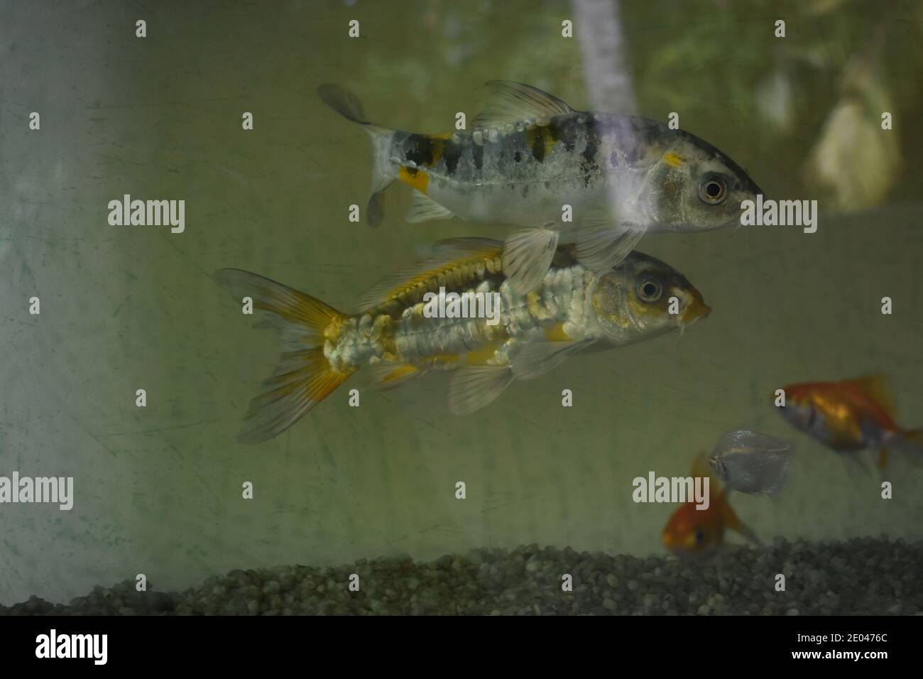 Fish in a tank. Colombo, Sri Lanka Stock Photo - Alamy