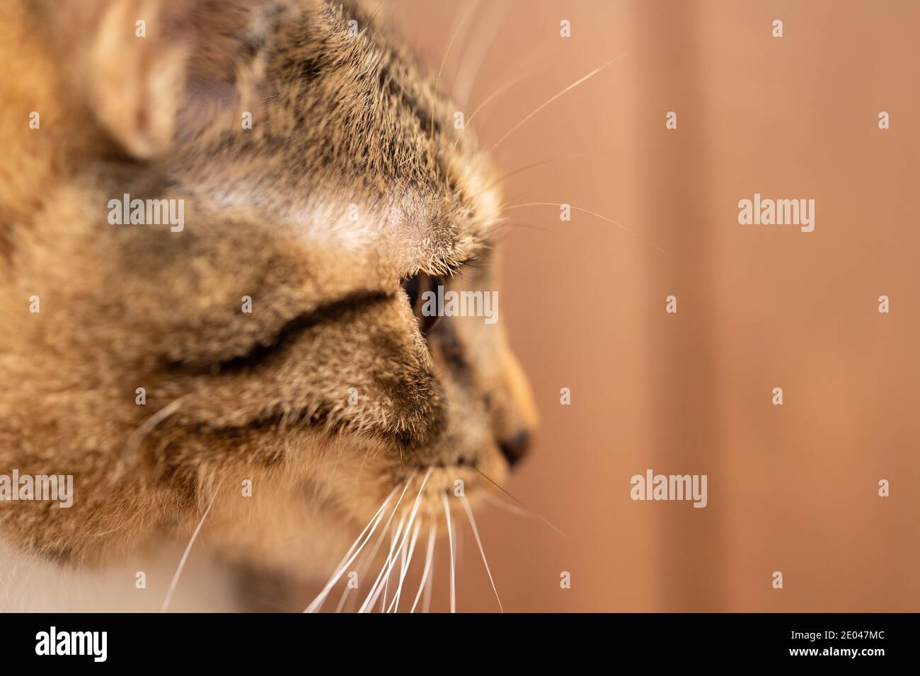 Side view of the female cat. The head of the cat in a close-up shows a ...
