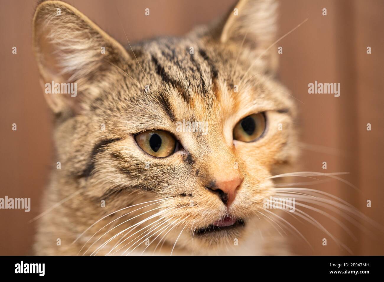 The head of the cat in a close-up you can see large eyes and protruding ...