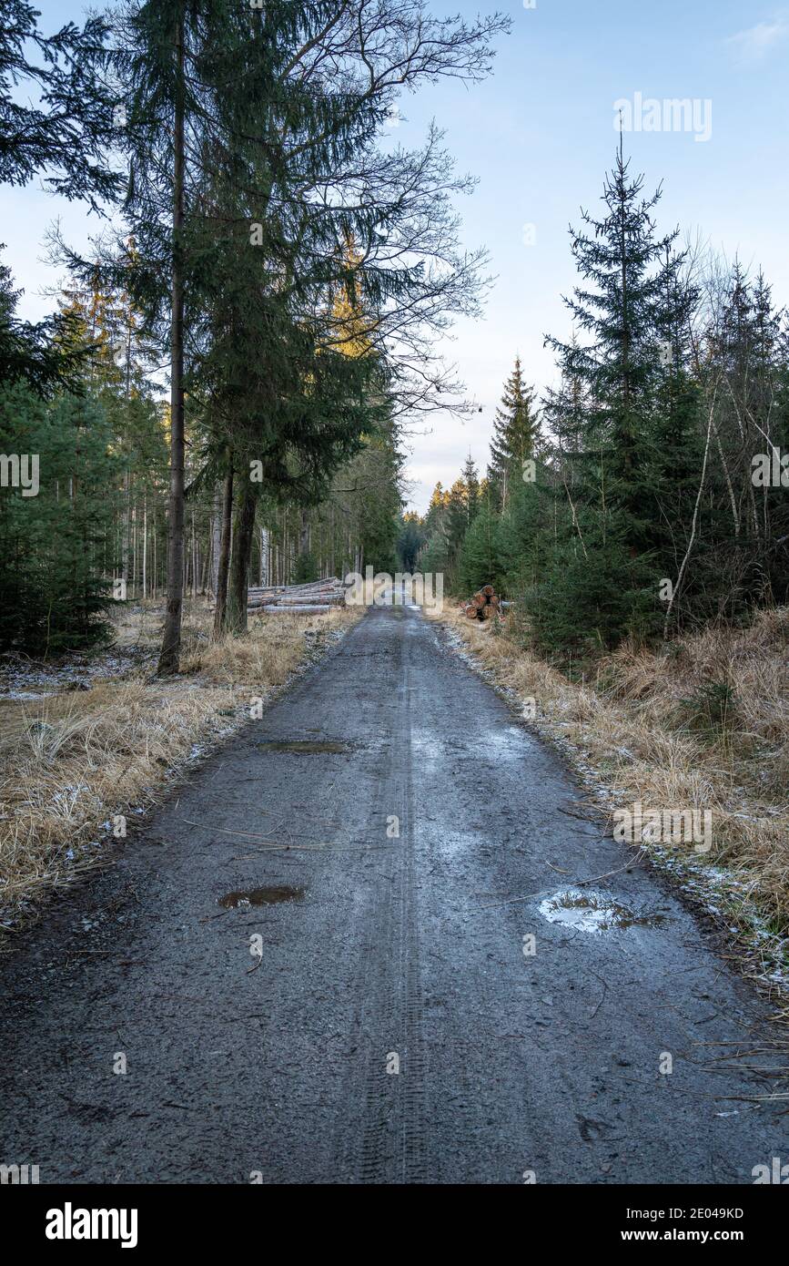 Walking path in forest. Forest road Stock Photo - Alamy