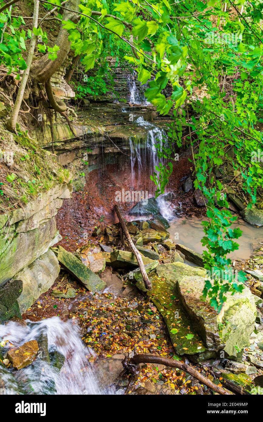 Black walnut trees canada hi-res stock photography and images - Alamy