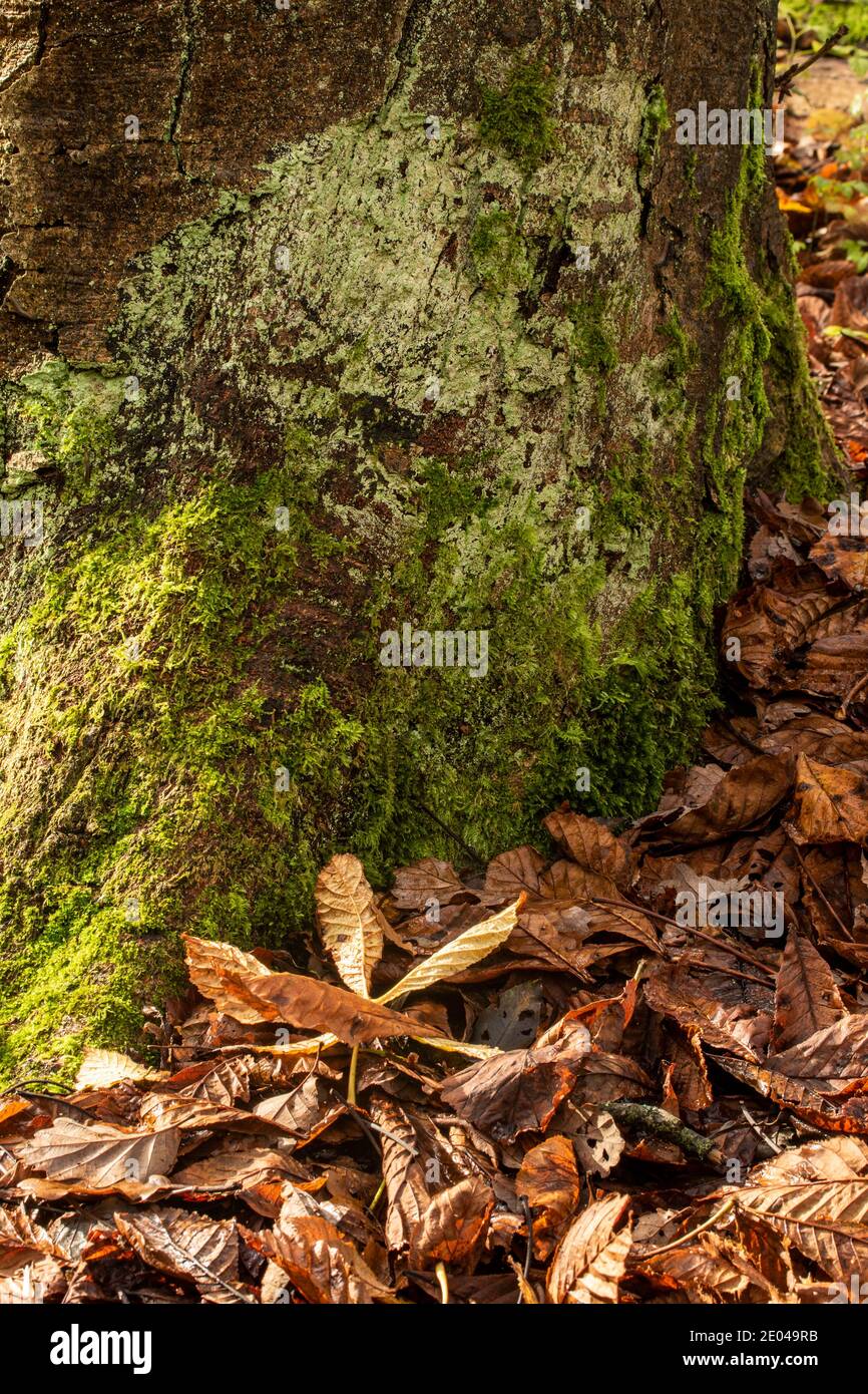 Abstract close-up patterns and textures in nature, simplifying ...