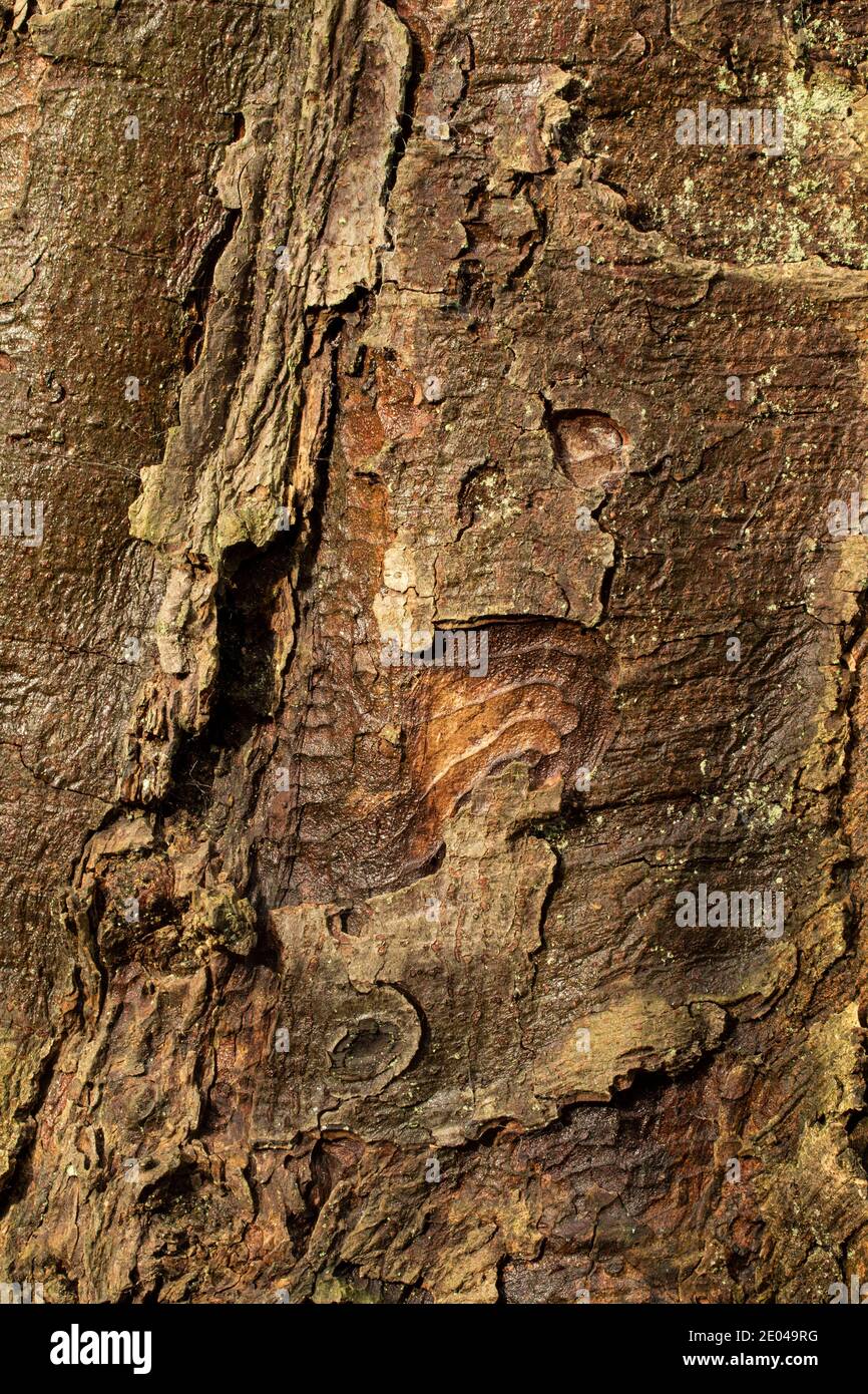 Abstract close-up patterns and textures in nature, simplifying ...