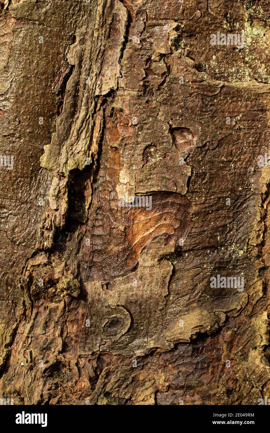 Abstract close-up patterns and textures in nature, simplifying ...