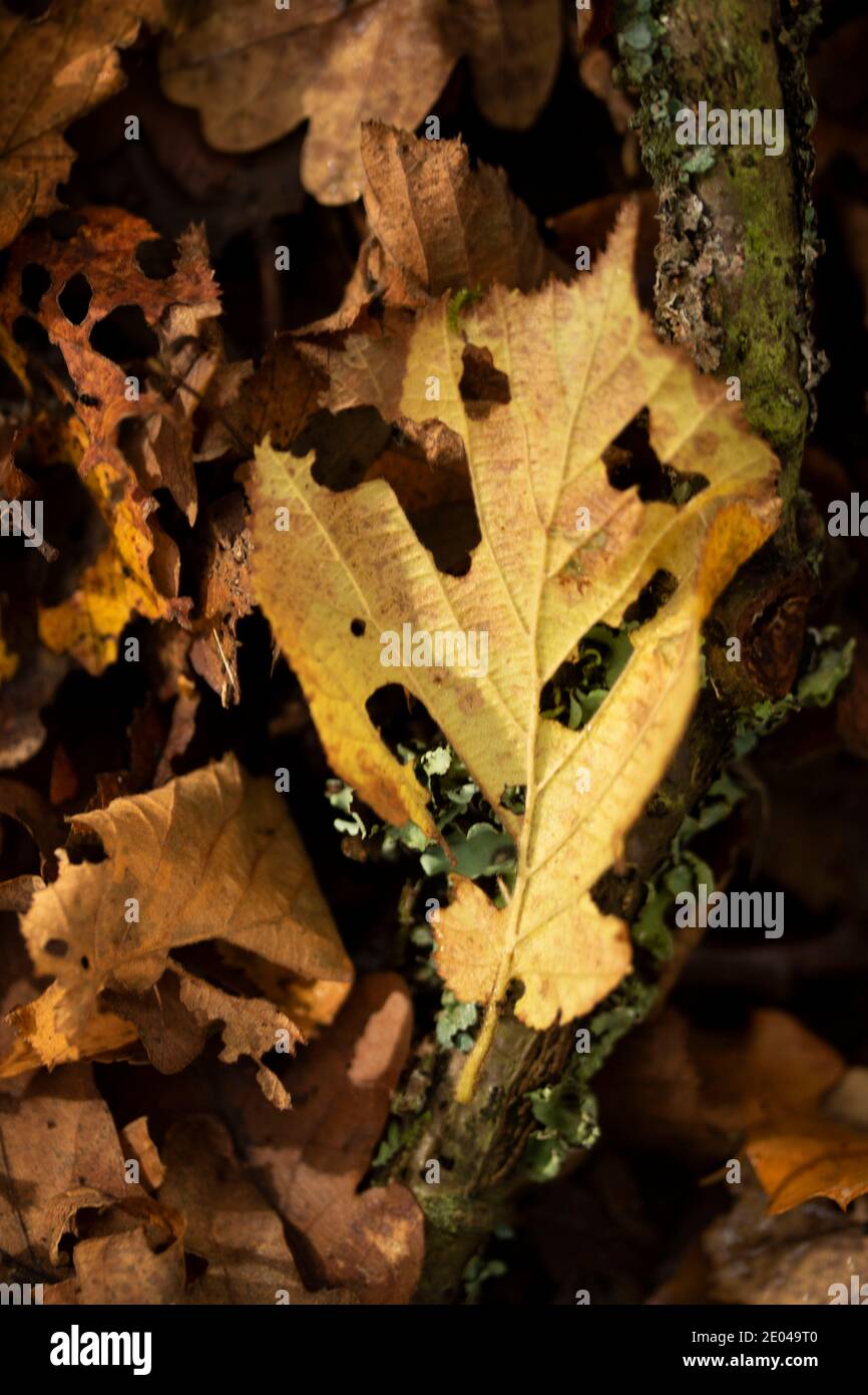 Single fallen leaf in autumn against a backdrop of other fallen leaves ...