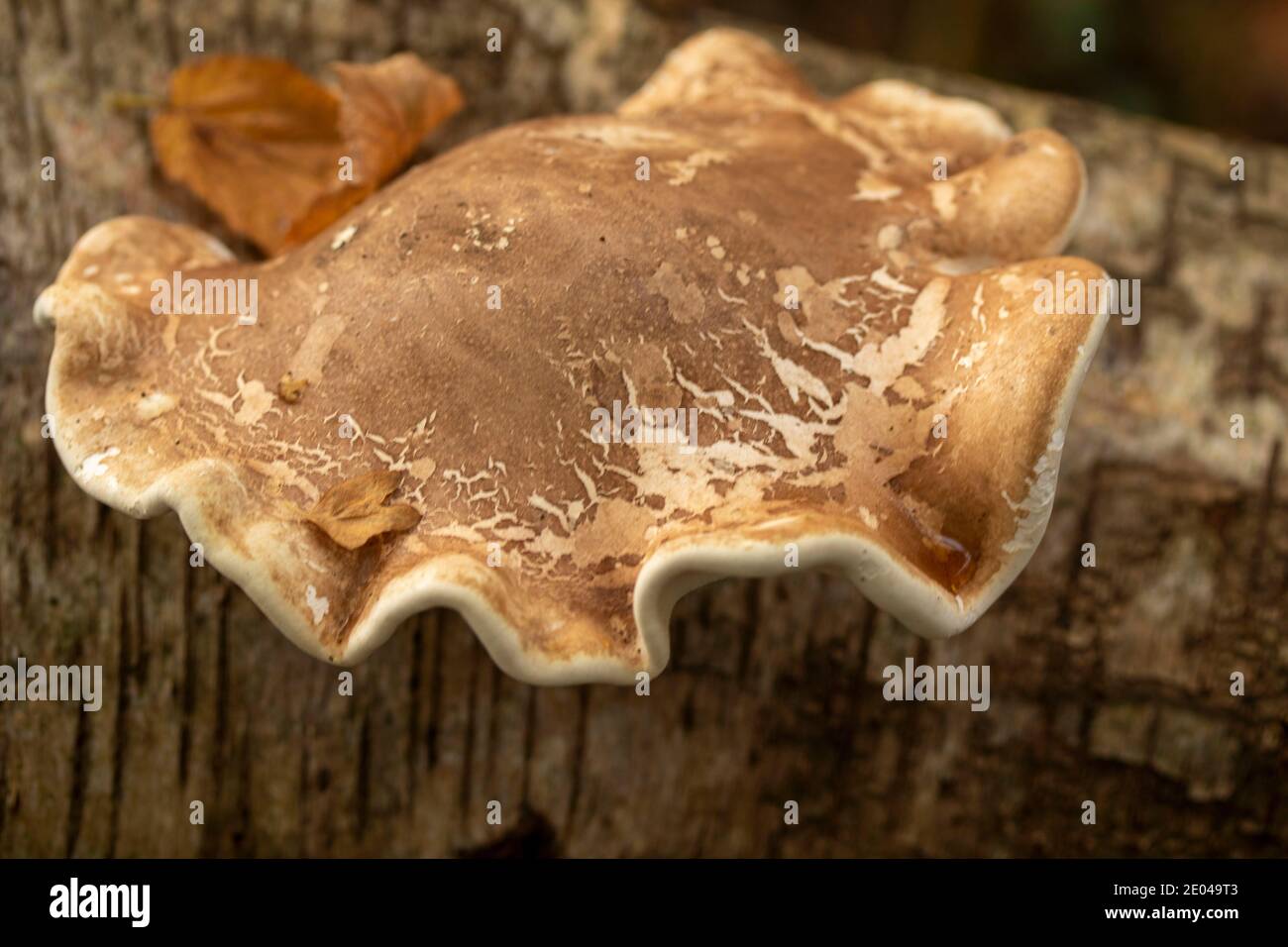 Fomitopsis betulina, birch polypore, natures recyclers Stock Photo - Alamy
