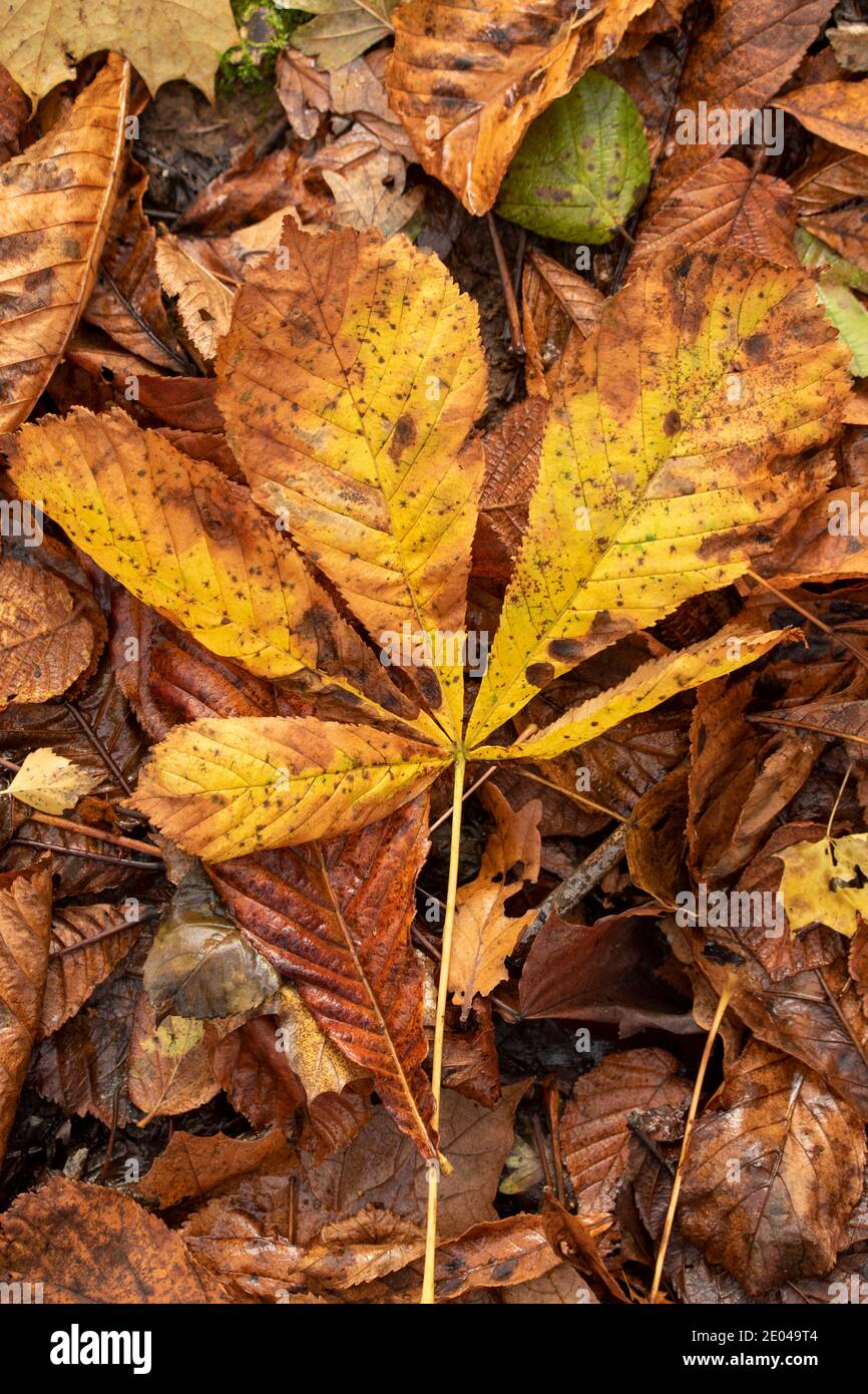 Single fallen leaf in autumn against a backdrop of other fallen leaves ...