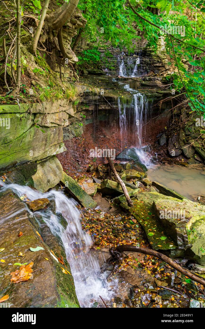 Black walnut trees canada hi-res stock photography and images - Alamy