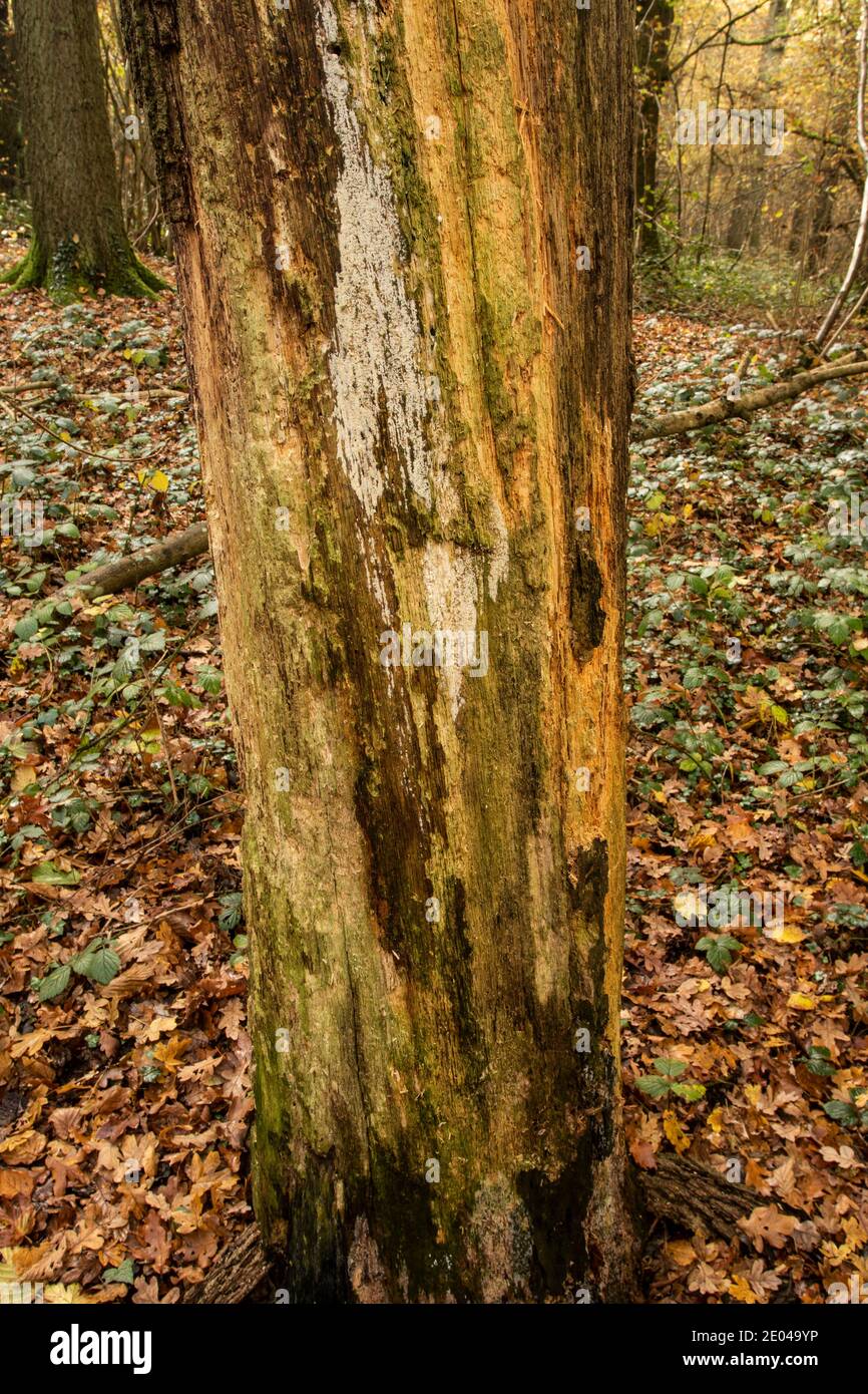 Abstract close-up patterns and textures in nature, simplifying ...