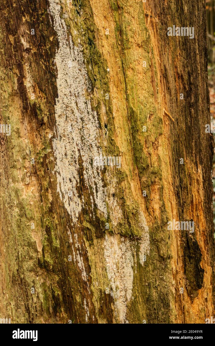 Abstract close-up patterns and textures in nature, simplifying ...