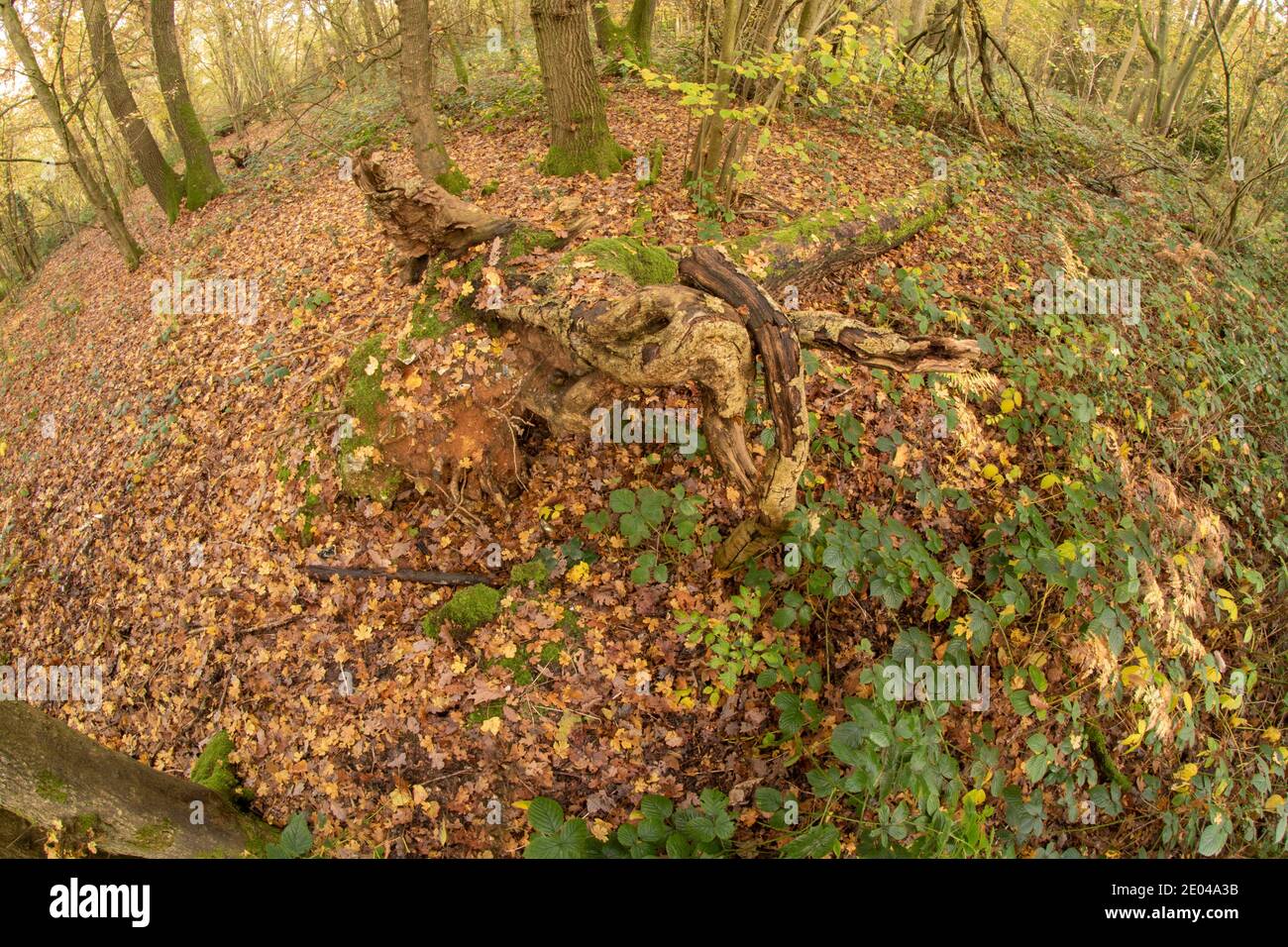 Semi-abstract winter woodland scene concentrating on structure of ...