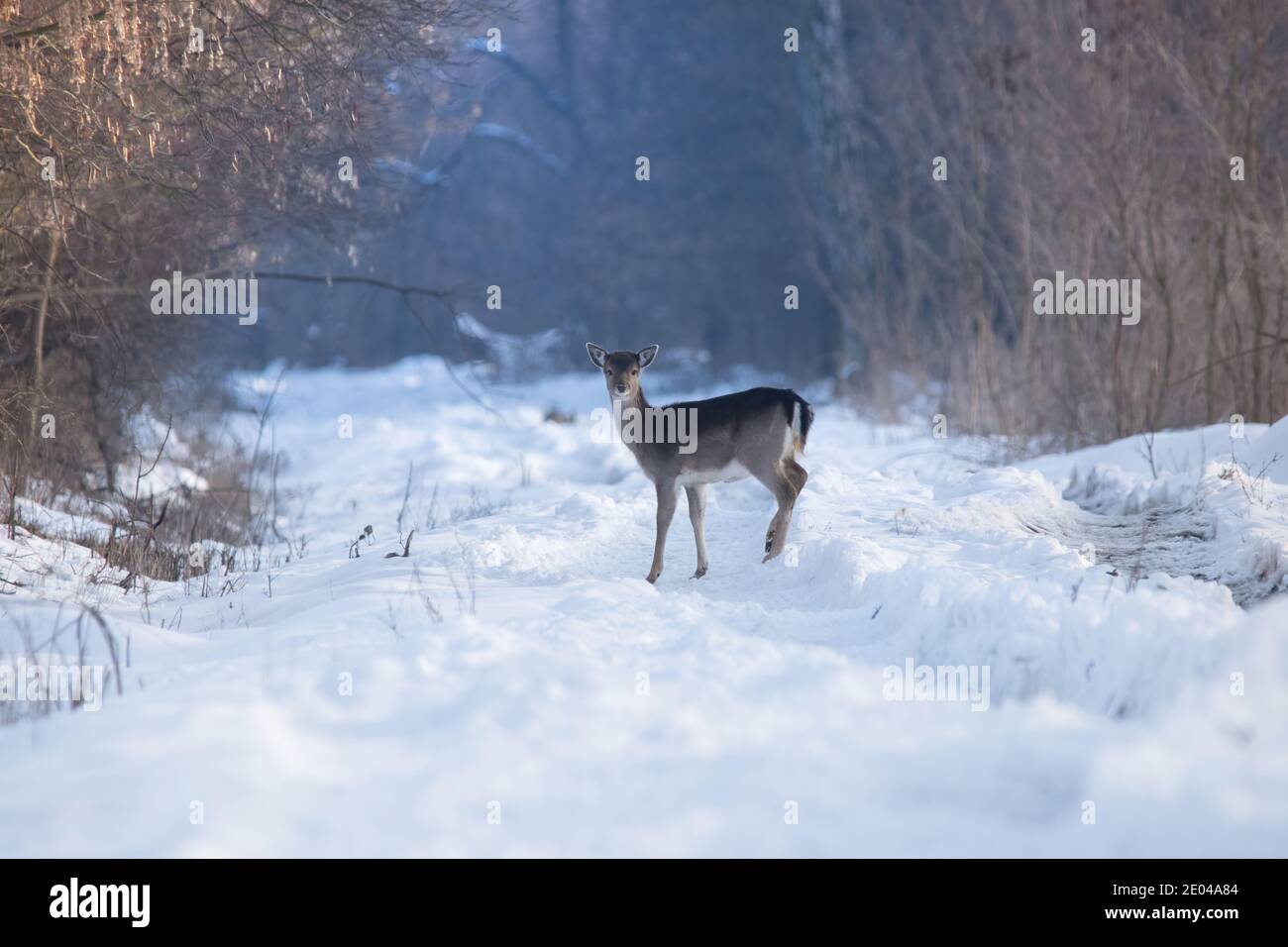 European deer romania hi-res stock photography and images - Alamy