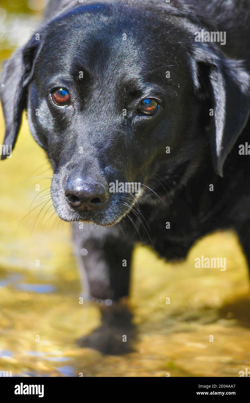 Black Labrador retriever pet in England UK Stock Photo - Alamy