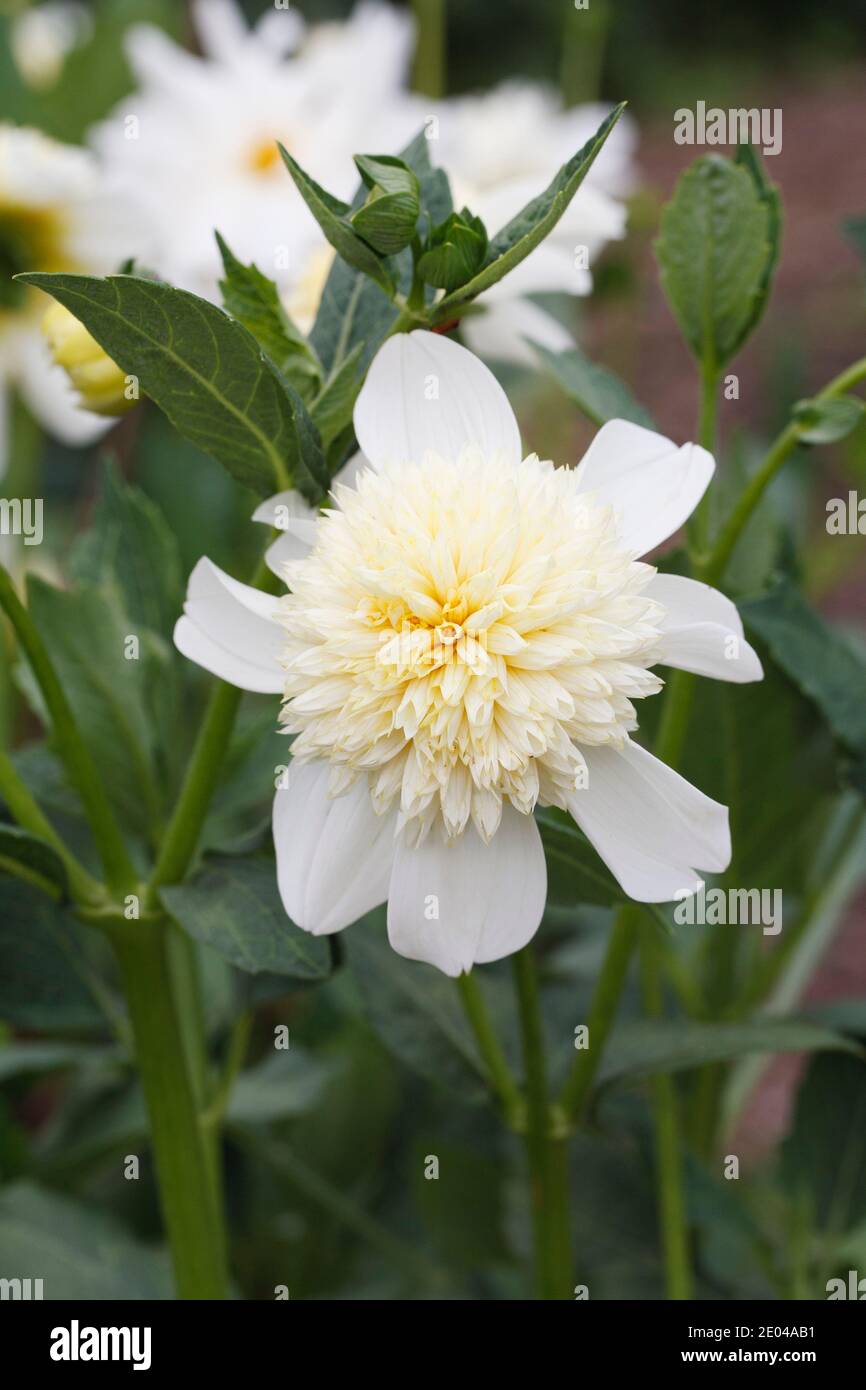 Dahlia anemone hi-res stock photography and images - Alamy