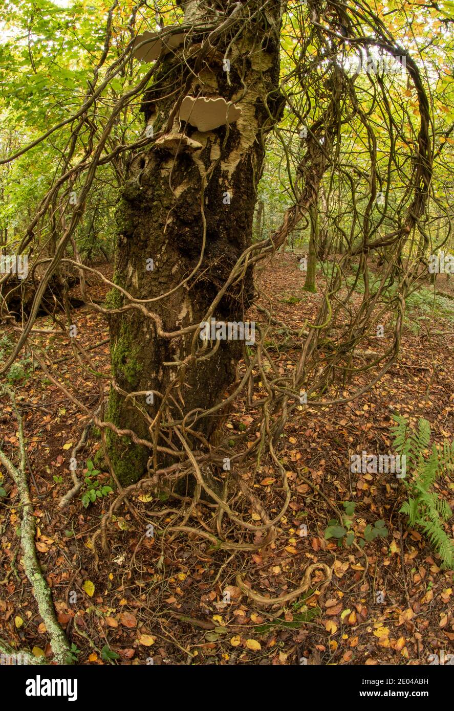 Abstract close-up patterns and textures in nature, simplifying ...