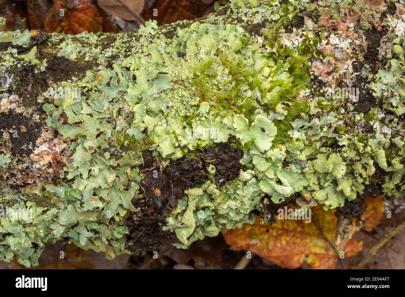 Very close-up natural portrait of lichen covered branch, textures and ...