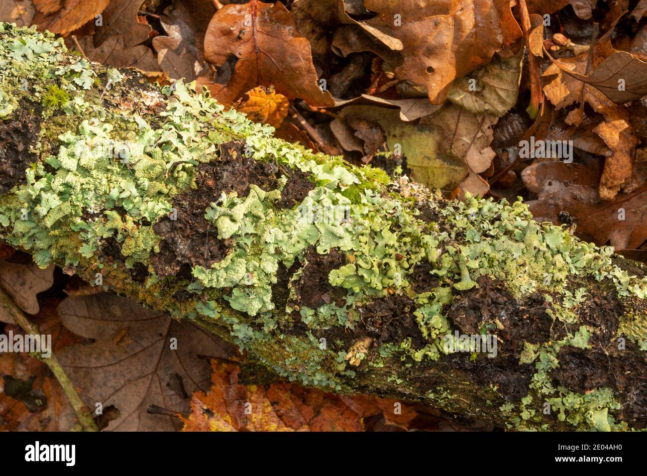 Very close-up natural portrait of lichen covered branch, textures and ...