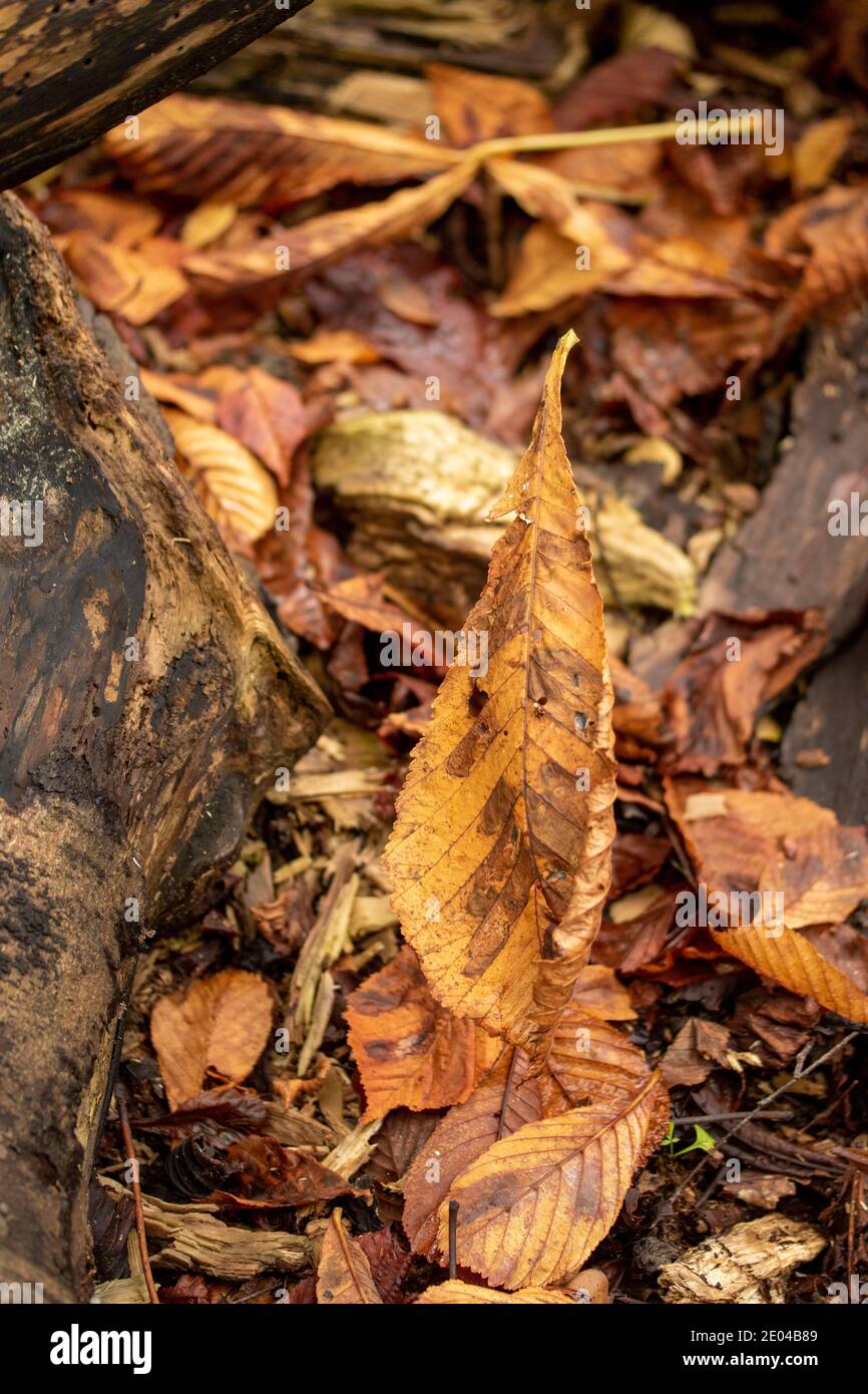 Autumnal intimate portrait of fallen Horse Chestnut leaves showing the ...