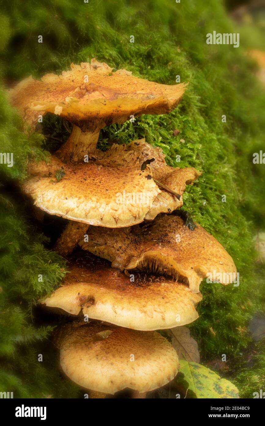 Elliptical spores hi-res stock photography and images - Alamy