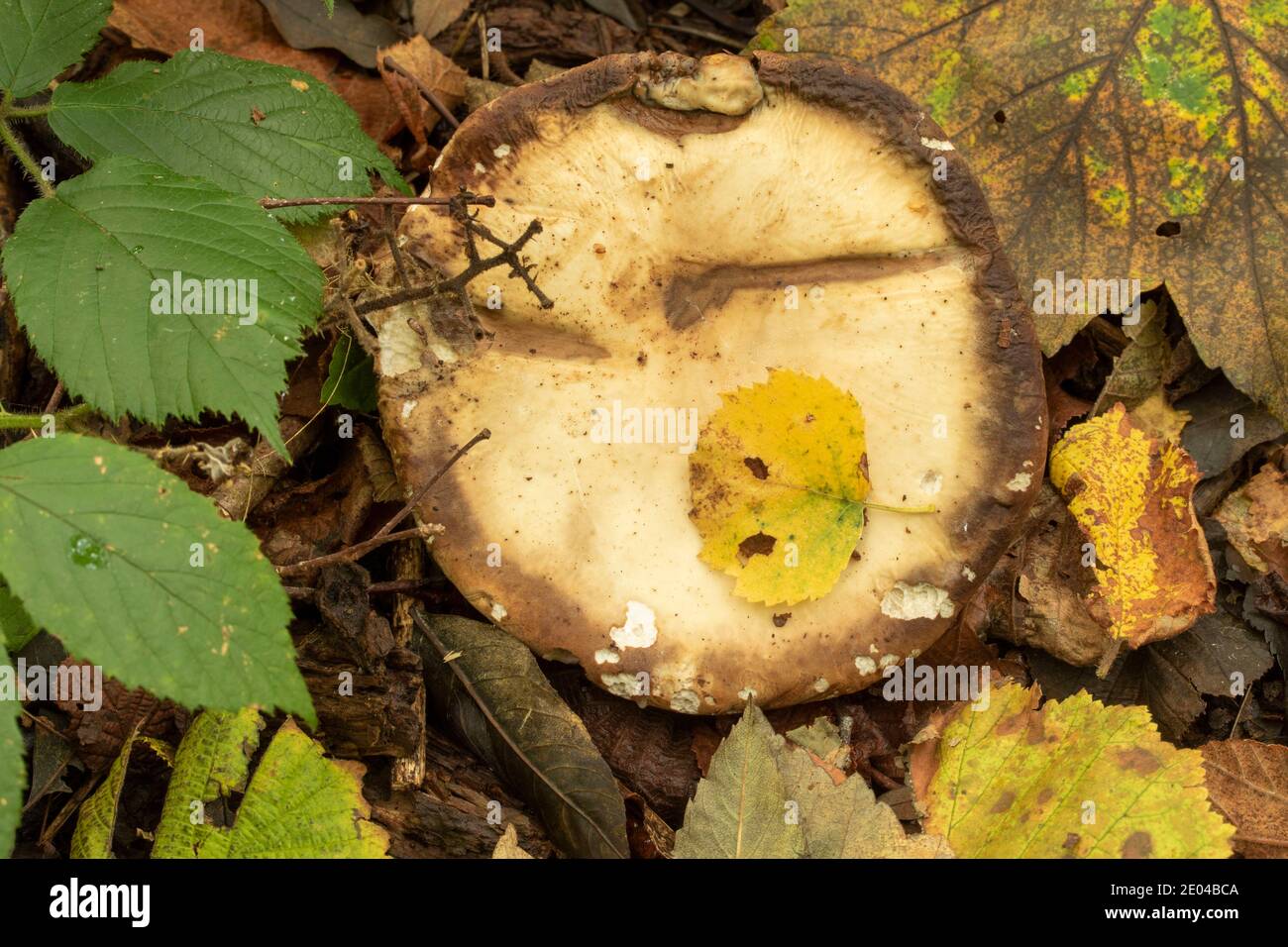 Elliptical spores hi-res stock photography and images - Alamy