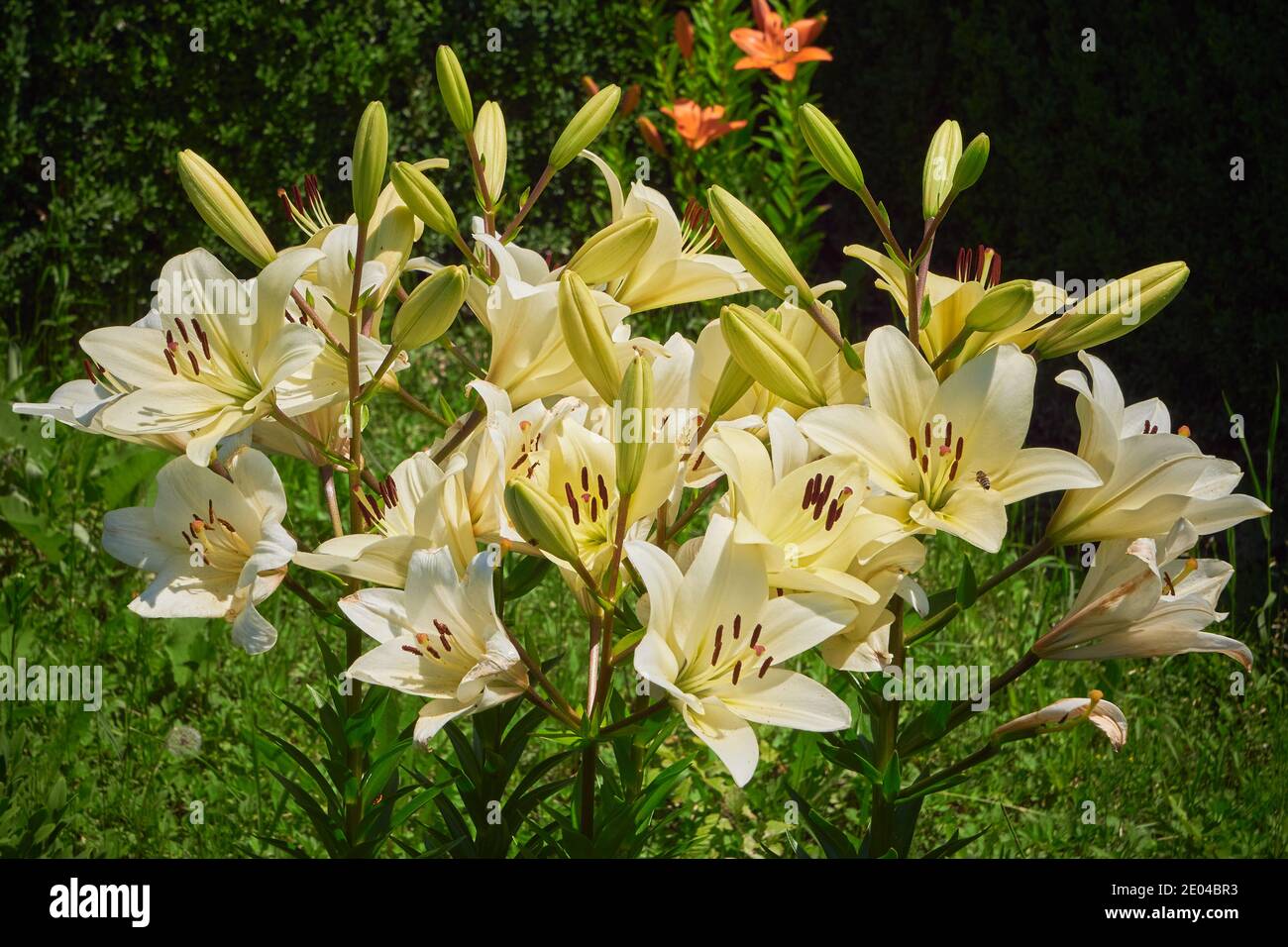 Regal lily royal lily lilium hi-res stock photography and images - Alamy