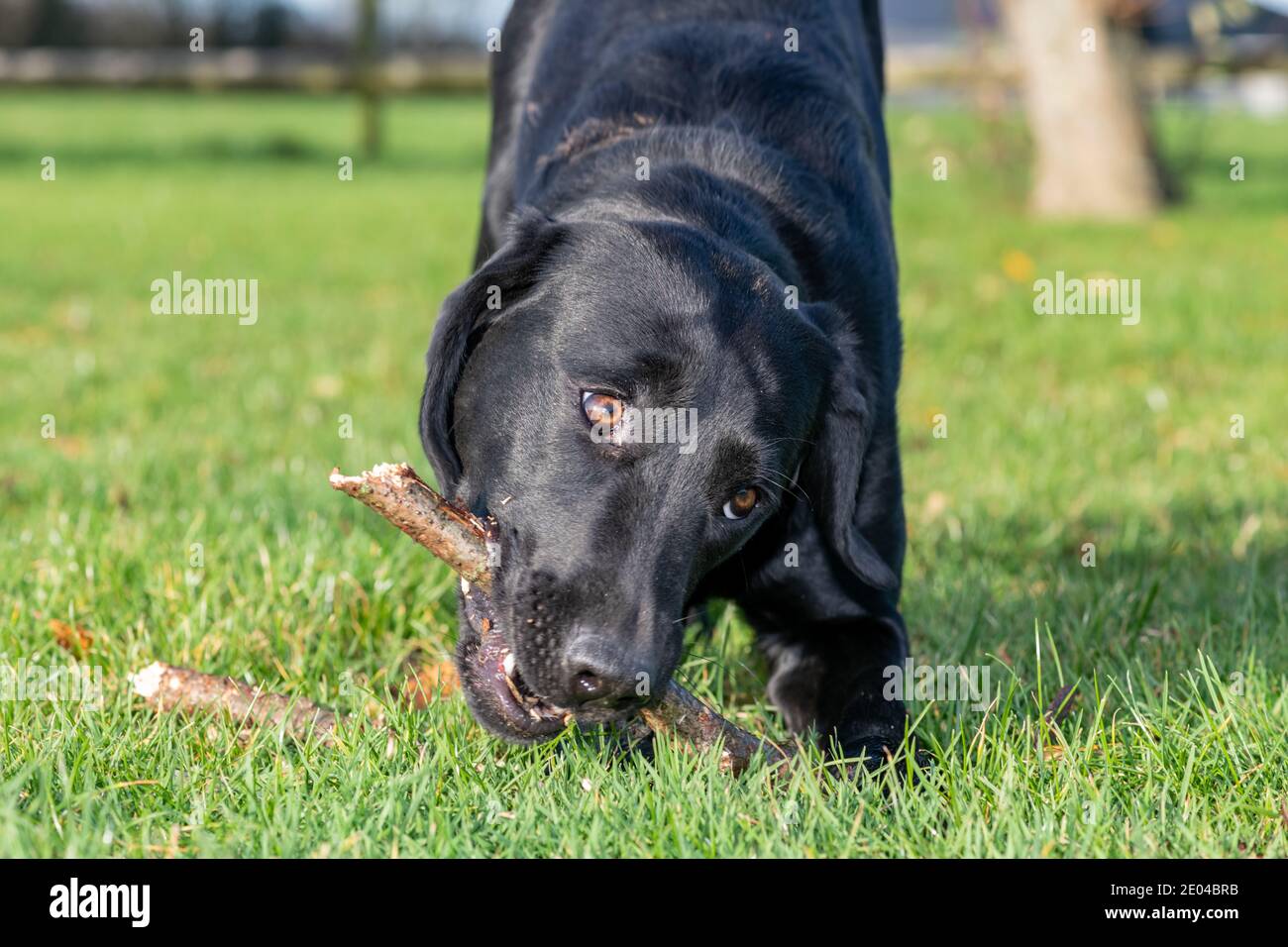 Close up portrait of a pedigree black Labrador chewing a stick Stock ...