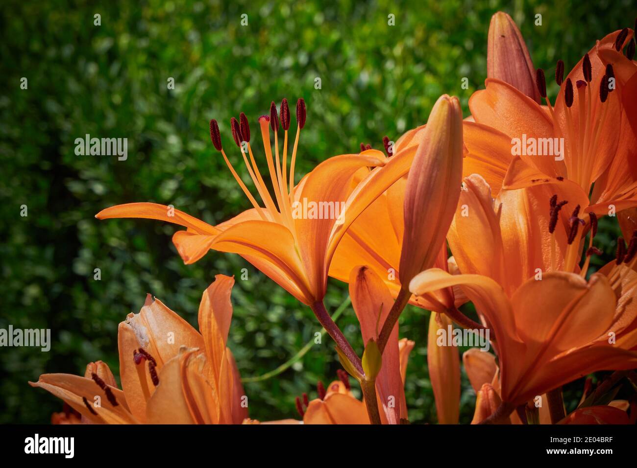 Royal lily flower ( Lilium regale Stock Photo - Alamy