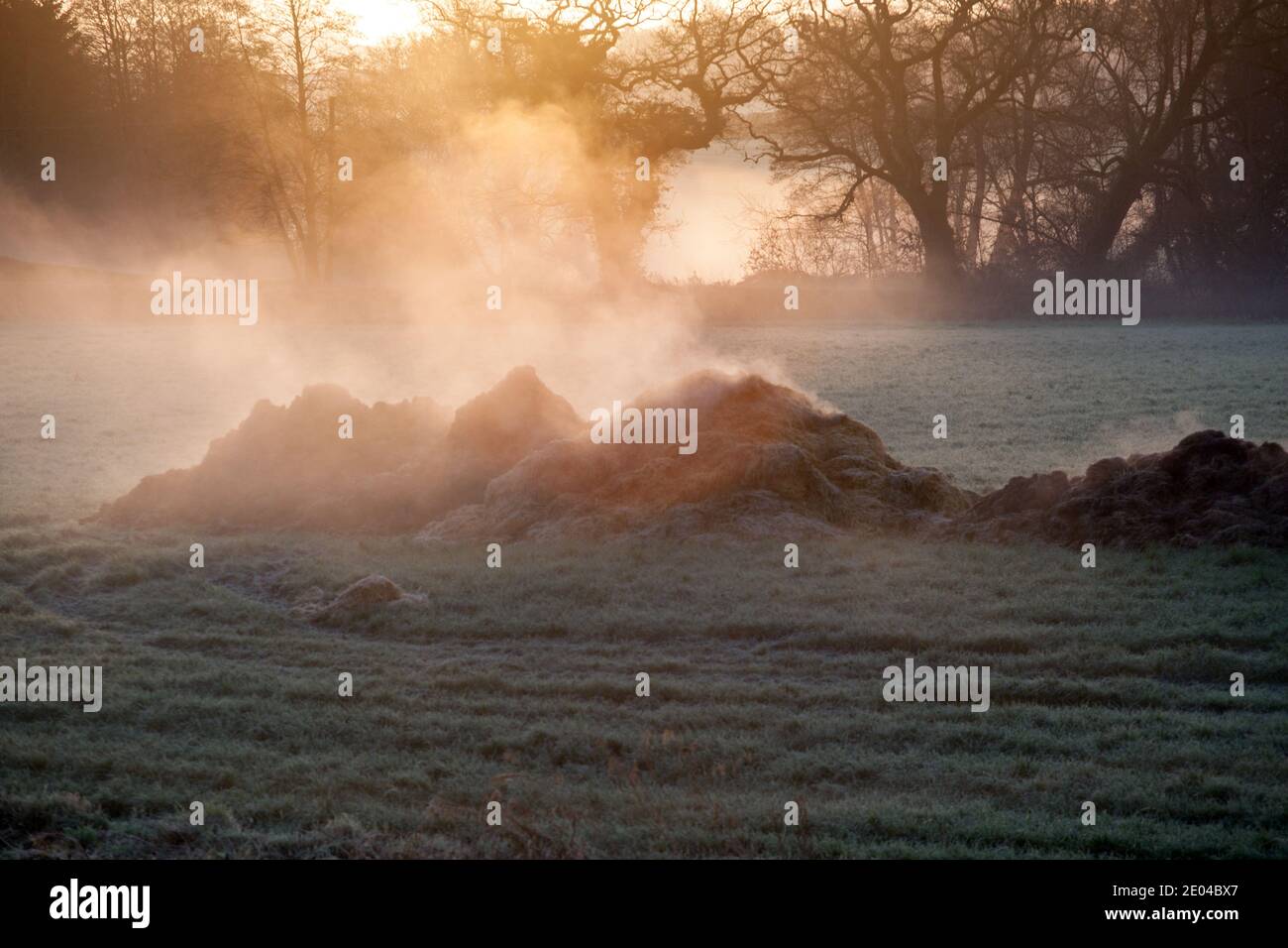 Steaming manure muck heap in a farm field ready for spreading on the ...