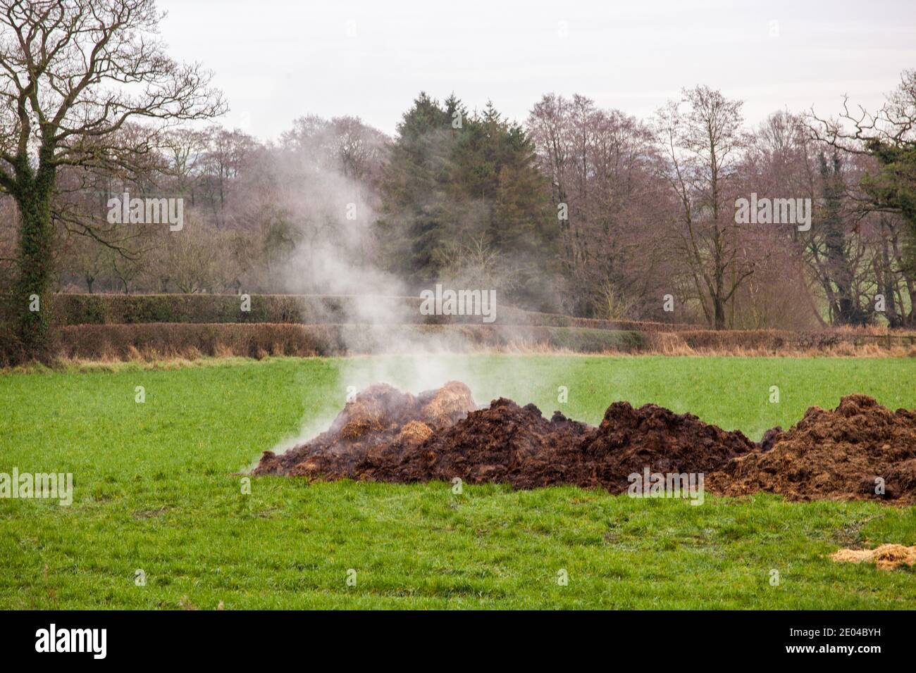Steaming manure muck heap in a farm field ready for spreading on the ...