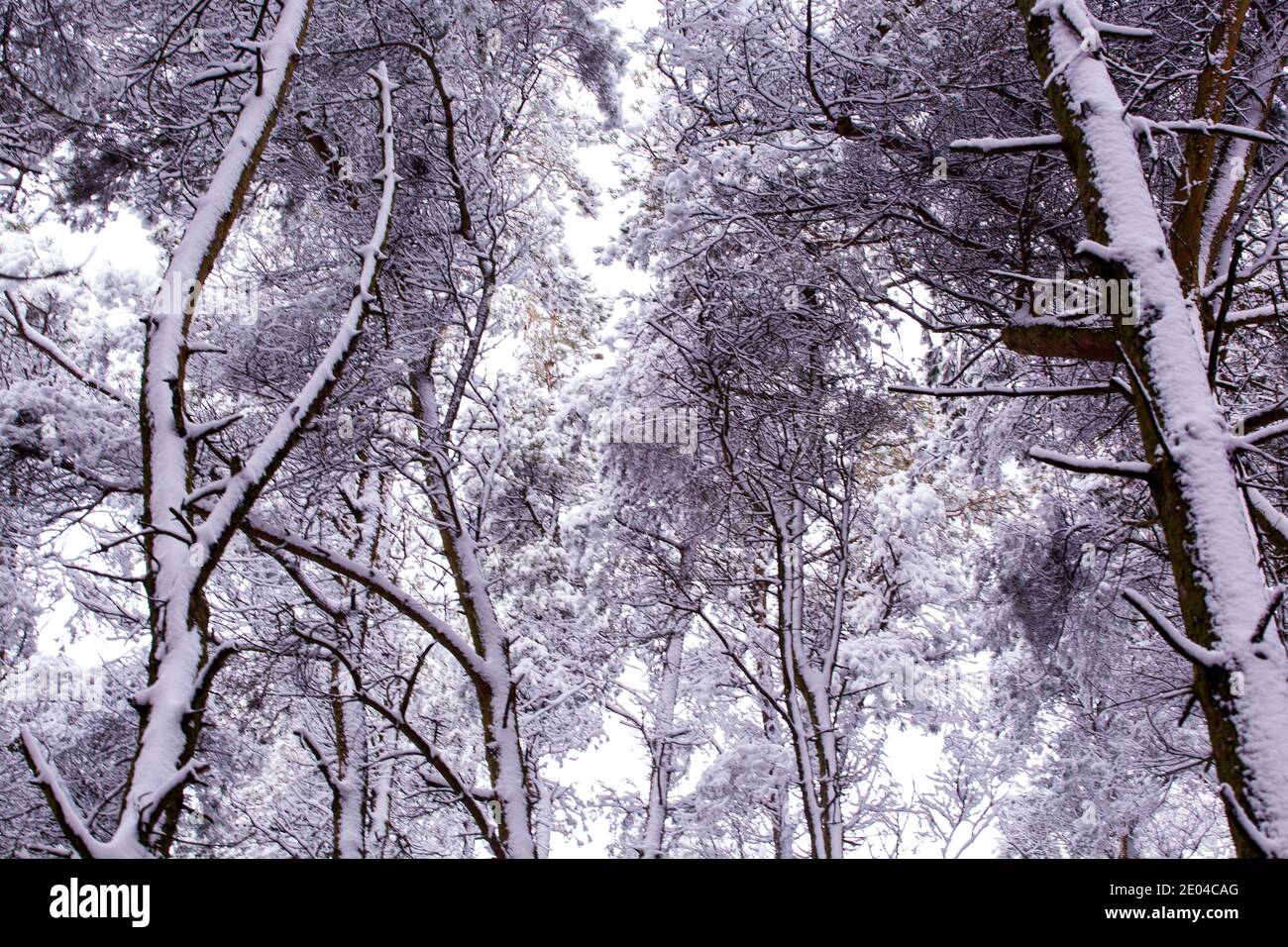 Snow covered woodland and trees in winter on Bosley Cloud near ...