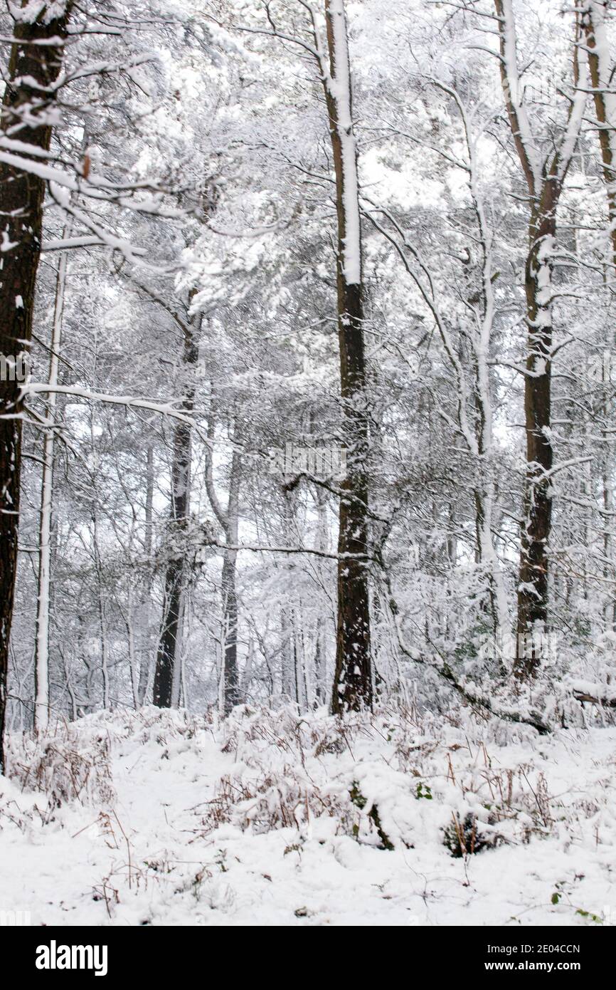 Snow covered woodland and trees in winter on Bosley Cloud near ...