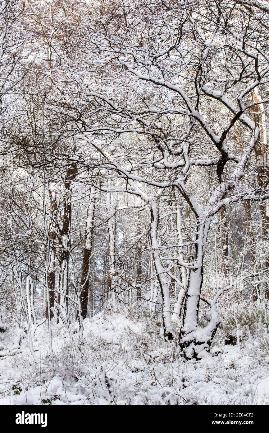 Snow covered woodland and trees in winter on Bosley Cloud near ...
