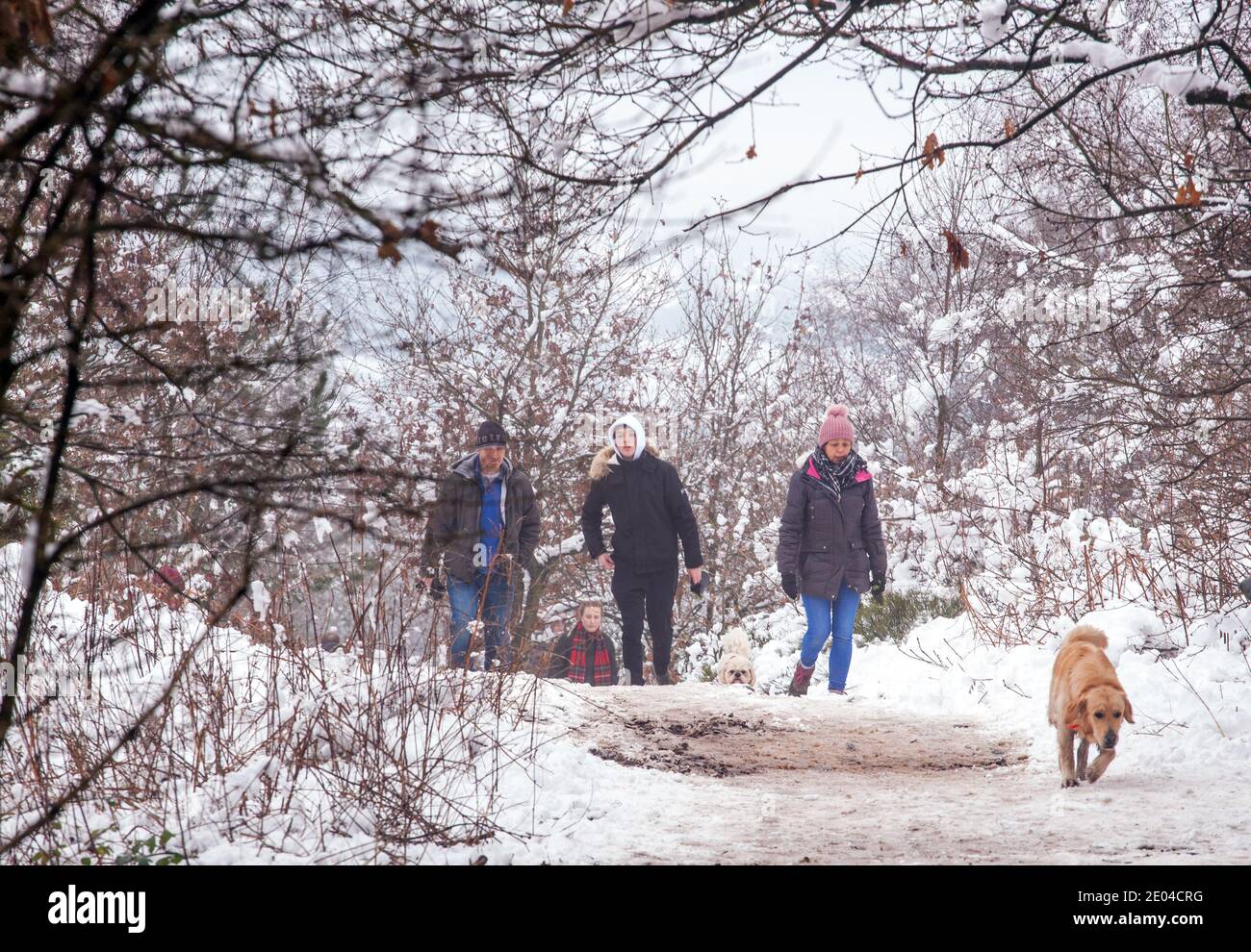 People walking a dog hi-res stock photography and images - Alamy